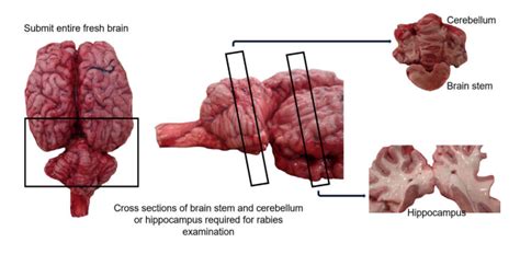 Sample Submission Guidelines For Rabies Testing Ndsu Vdl