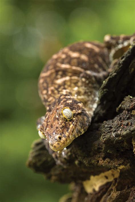 The Care And Breeding Of Rhacodactylus Leachianus