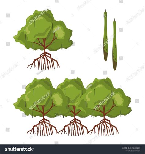 Rhizophora Apiculata Over 2 Royalty Free Licensable Stock Vectors And Vector Art Shutterstock