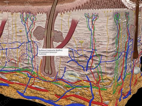Bulbous Corpuscle Ruffini Complete Anatomy