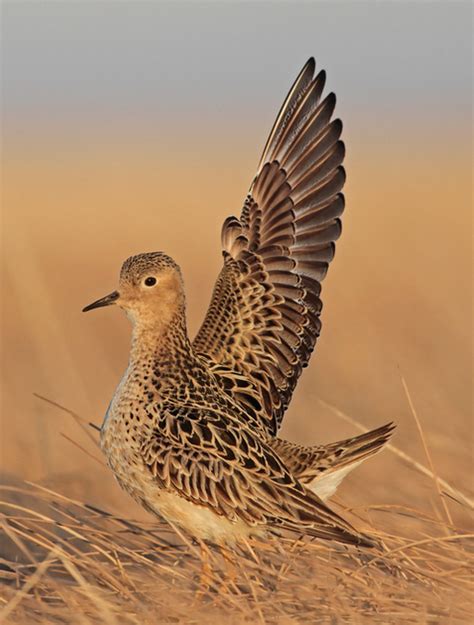 Ebird Web Developer Position Available Ebird