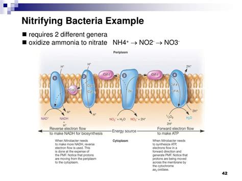 Nitrification Bacteria