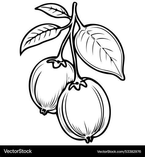 Tamarillo Sketch Realistic Fruit Monochrome Vector Image