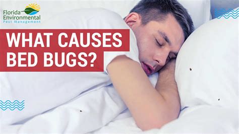 An Informal Guide To Different Types Of Bugs In Beds