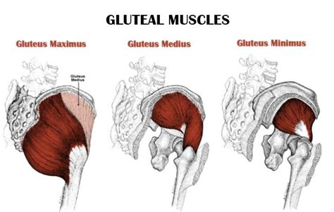 Gluteus Maximus Diagram