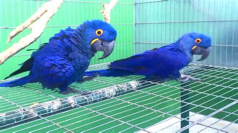 Excited Funny Hyacinth Macaws Youtube