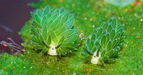 Adorable Leaf Sheep Sea Slugs Look Like Cartoon Lambs Sea Slug Sea