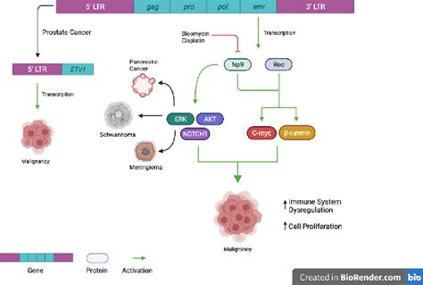 Figure 1 From The Role Of Herv K In Cancer Stemness Semantic Scholar