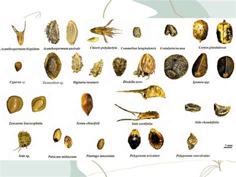 Строение семени Разнообразие и строение семени презентация онлайн