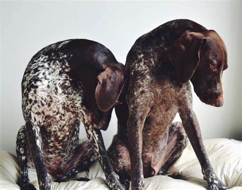 The Pointer Brothers Brothers