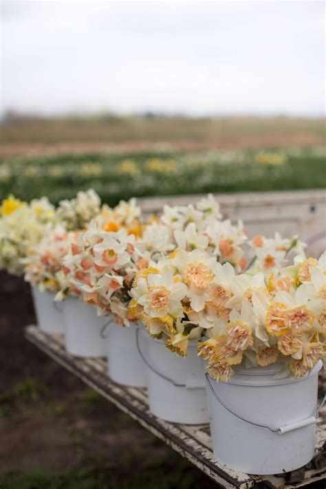 Beautiful Daffodil Varieties Arrangement Ideas