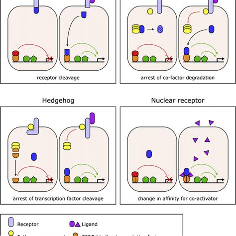 The Three Habits Of Developmental Signaling Pathways Download