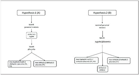 Snp Array Analysis Of The Placenta Tissues A B Placenta Sample 1 Download Scientific