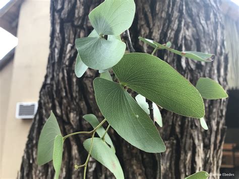 Colophospermum Mopane Plantbook