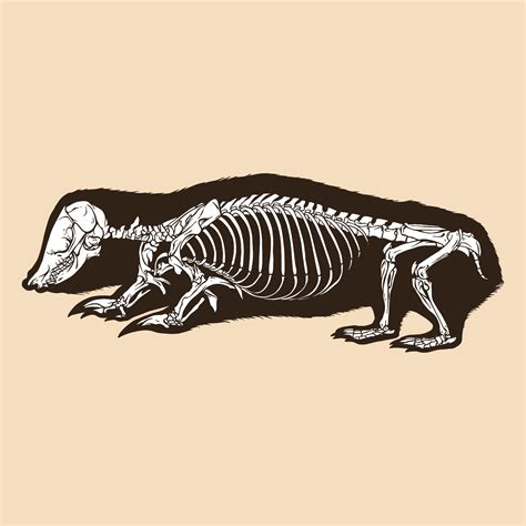 Mole Skeleton