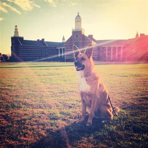 10 Reasons Why You Should Have A Dog In College The Odyssey Online
