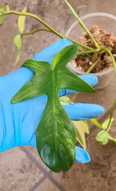 Philodendron Florida Beauty 102 Prop In A Box