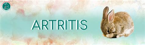 Artritis Conejos Discapacitados