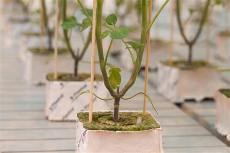 Double Stem Plants Agris Sa Seeds Agricultural Products