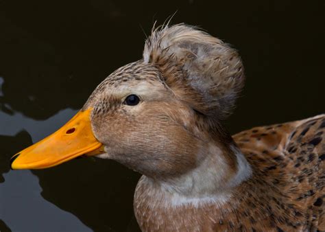 Crested Ducks A Complete Guide The Happy Chicken Coop