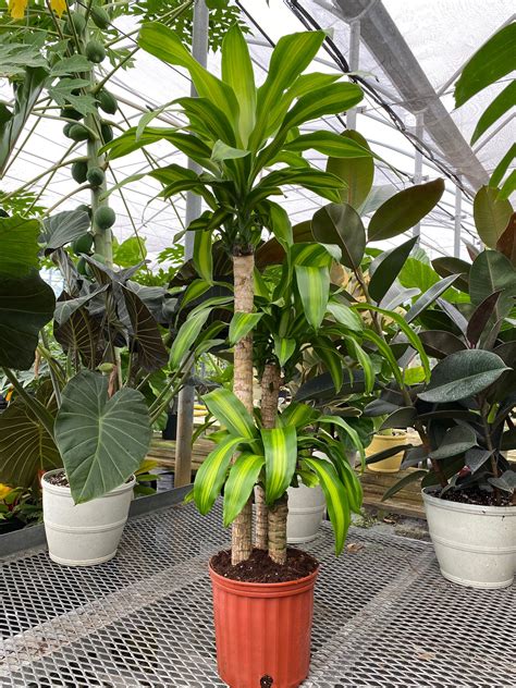 Corn Stalk Houseplant