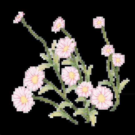 今天也是更素材日，画了家里花园的小雏菊和 半次元 Acg爱好者社区 花瓣网