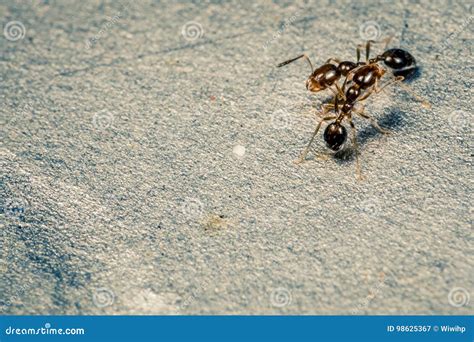 Fighting Ants Stock Image Image Of Insect Natural House 98625367