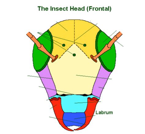 Entomology Exam 2 Flashcards Quizlet