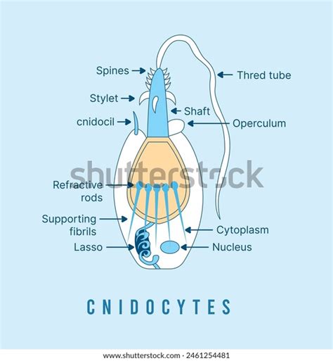 Structure Action Cnidocyte Educational Material Lesson Stock Vector