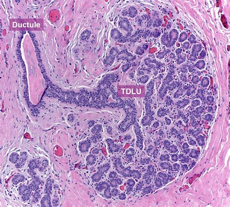 Breast Normal Anatomy Of The Breast Mgh Learn Pathology