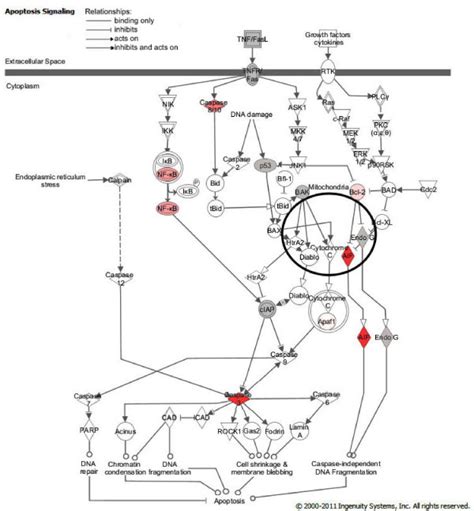 Ingenuity Pathway Analysis Network Depicting Interactions Between Genes