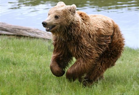 Free Download Hd Png Bear Run Walk Wallpaper Background Best Stock