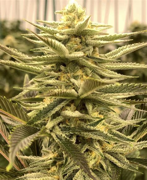 Slymer S1 Fems Pack Banditz Seed Bank