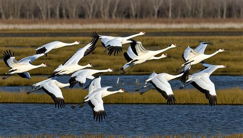What Are The Migration Patterns Of The Whooping Crane
