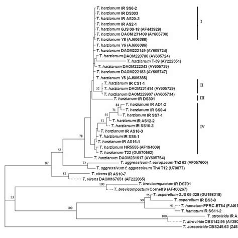 Pdf Species Patterns And Phylogenetic Relationships Of Trichoderma Strains In Rice Fields Of