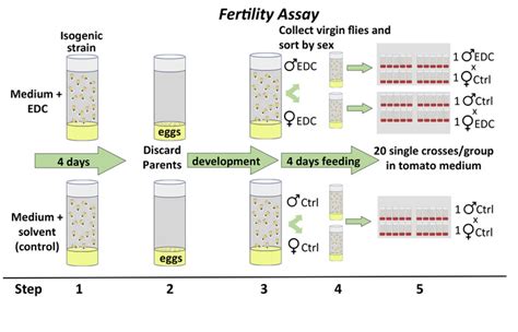 Methods To Test Endocrine Disruption In Drosophila Melanogaster Protocol