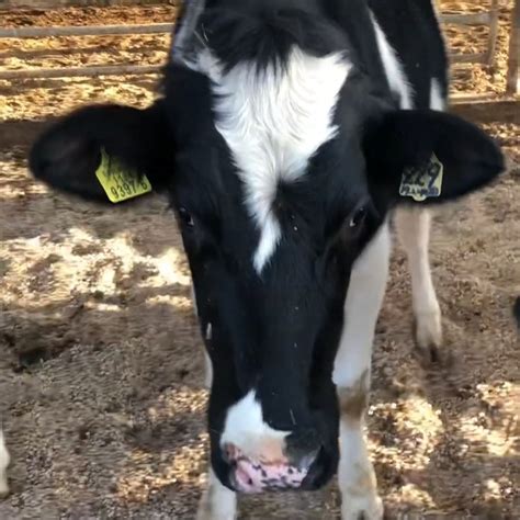 Cow Object Detection Dataset By Jang Jiwon