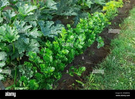 Close Up Of Celery Plantation Leaf Vegetable In The Vegetable Garden View From Above Planting