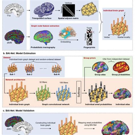 Schematic Diagram Of The Brain Atlas Individualization Network