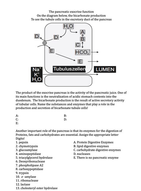 Figure Analysis Pancreatic Exocrine Function Pt1 Physiology Of Digestion Diagram Quizlet