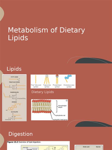 Lipids Presentation Pdf