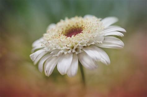 flawer