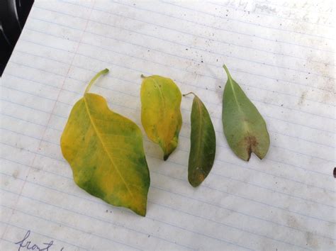 Mandevilla Plant Problems Dipladenia Mandevilla Culture Entretien