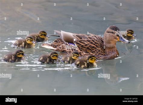 Adult Female Mallard Duck Anas Platyrhynchos And 7 Ducklings In The