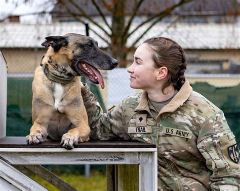 Dvids Images K9s In Action Image 14 Of 37