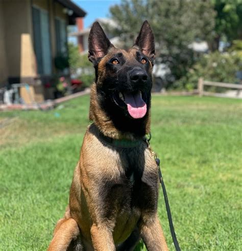 15 Things To Know Before Getting A Belgian Malinois The Militarys