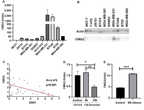 Sex Hormone Regulated Cmg2 Is Involved In Breast And Prostate Cancer