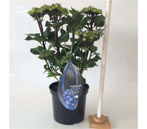 Hydrangea Macr Bs Blue Buds Green Solutions
