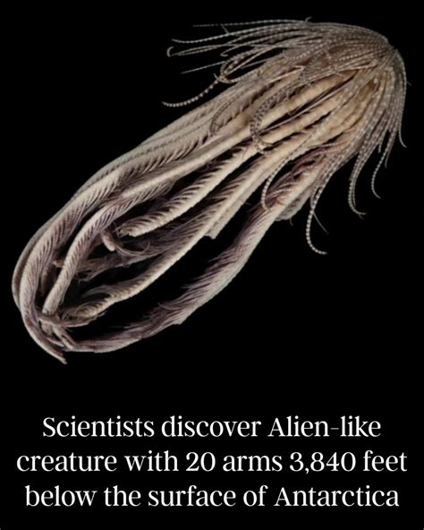 Science Scientists Have Discovered A Remarkable New Species In The