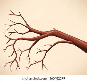Tree Branch Stock Vectors Images Vector Art Shutterstock